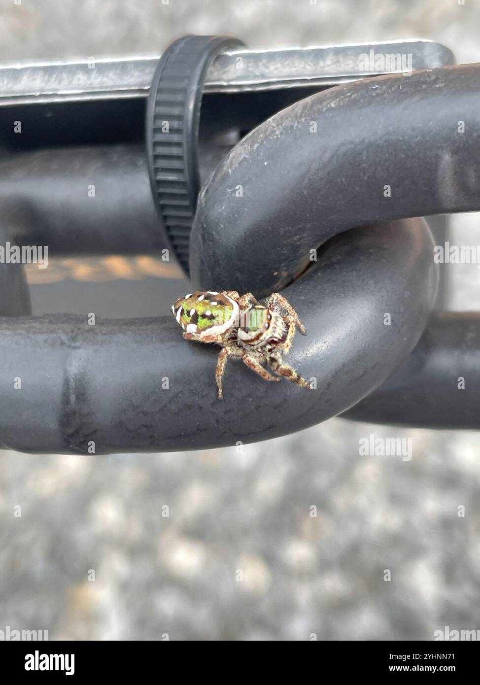 Golden Jumping Spider (Paraphidippus aurantius Stock Photo - Alamy