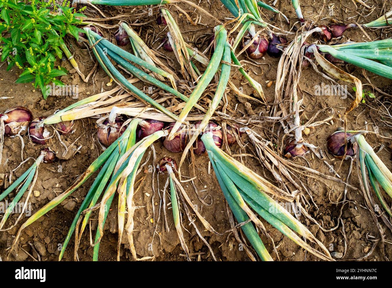 Drought hit onion crop Stock Photo - Alamy