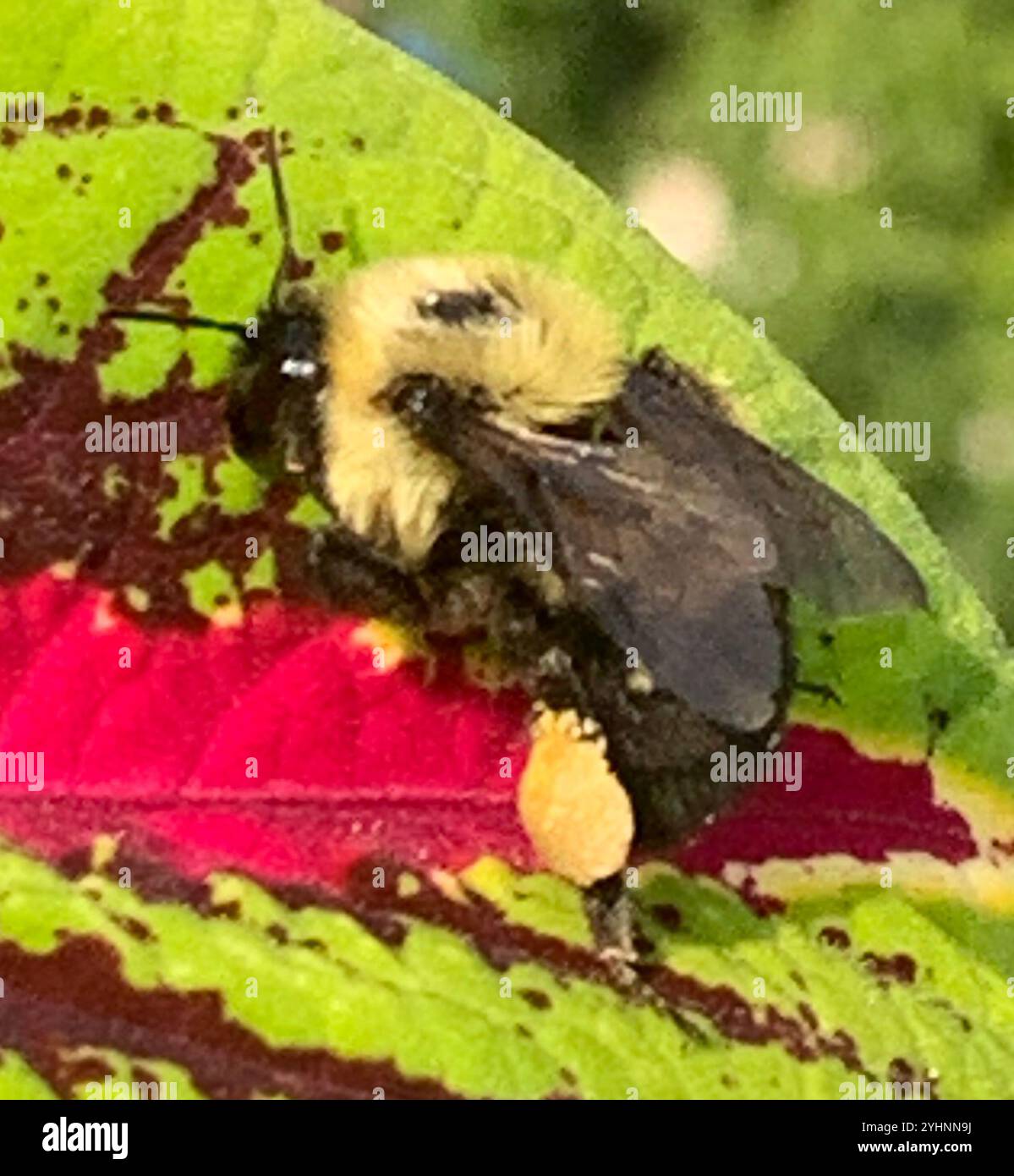 Two-spotted Bumble Bee (Bombus bimaculatus Stock Photo - Alamy