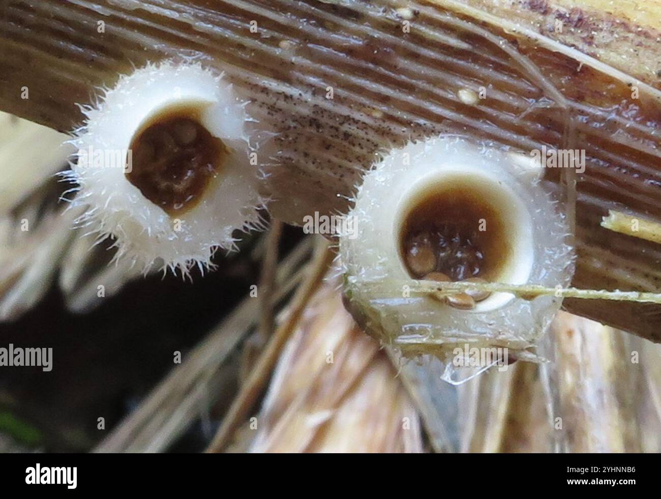 woolly bird's nest fungus (Nidula niveotomentosa Stock Photo - Alamy