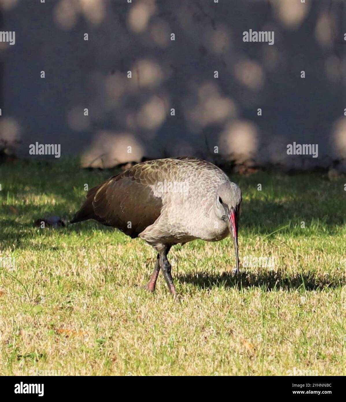 Southern Hadada Ibis (Bostrychia hagedash hagedash Stock Photo - Alamy