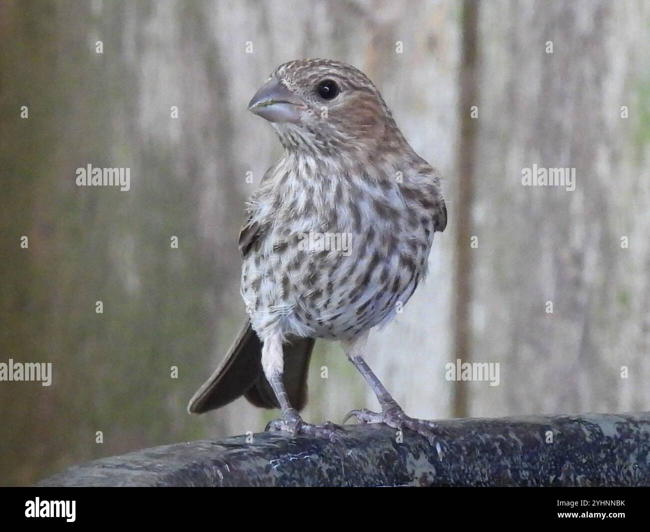 House Finch (Haemorhous mexicanus Stock Photo - Alamy