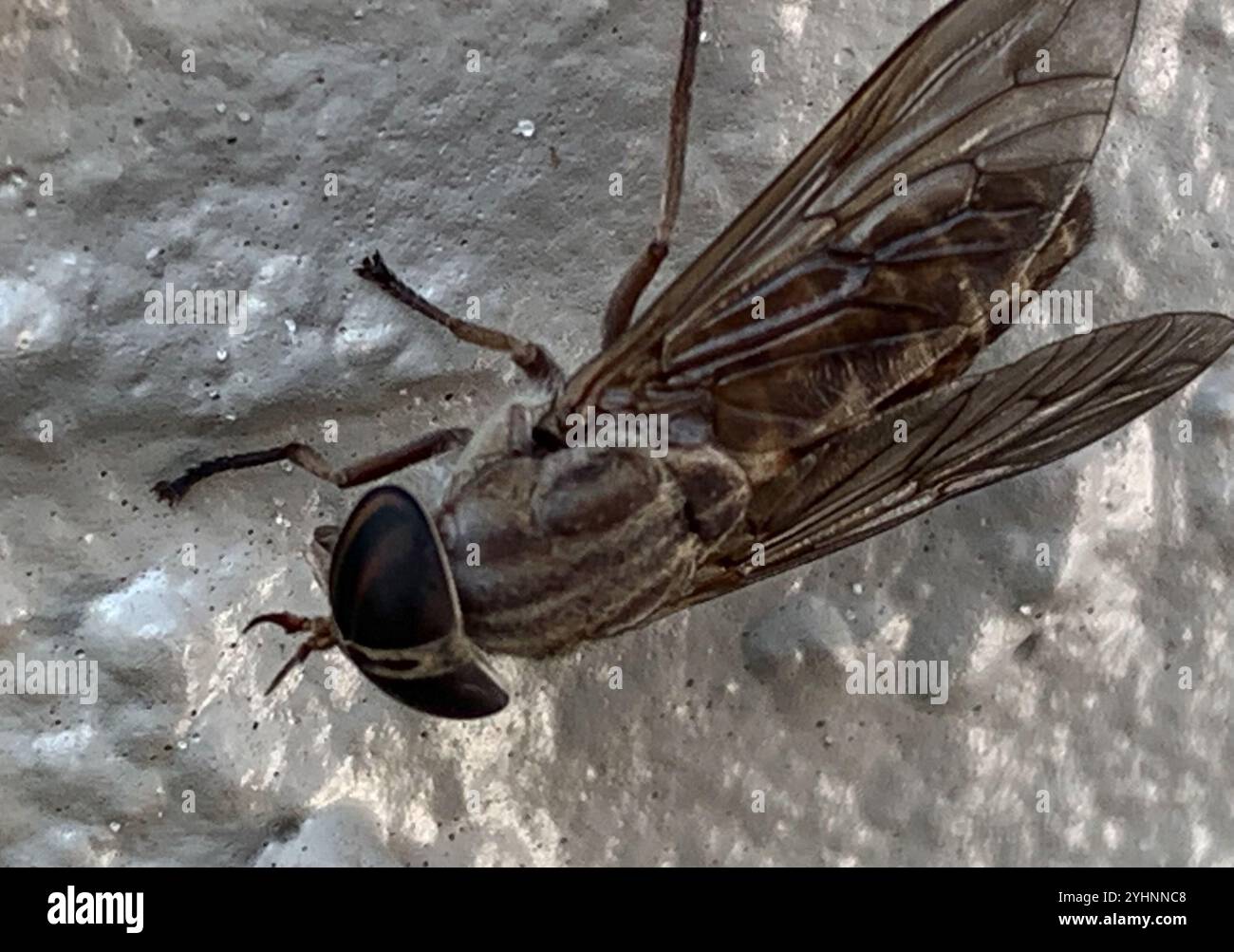 True Horse Flies (Tabanus Stock Photo - Alamy