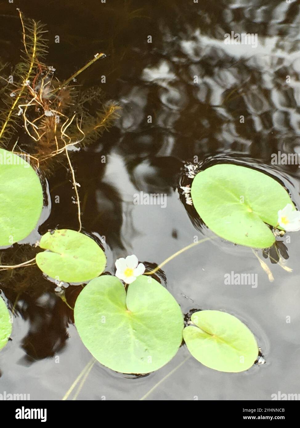Carolina Fanwort (Cabomba caroliniana Stock Photo - Alamy
