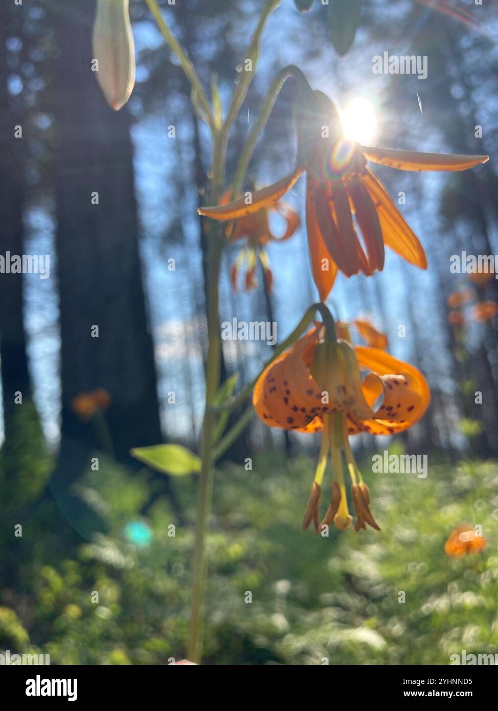 Columbia lily (Lilium columbianum Stock Photo - Alamy