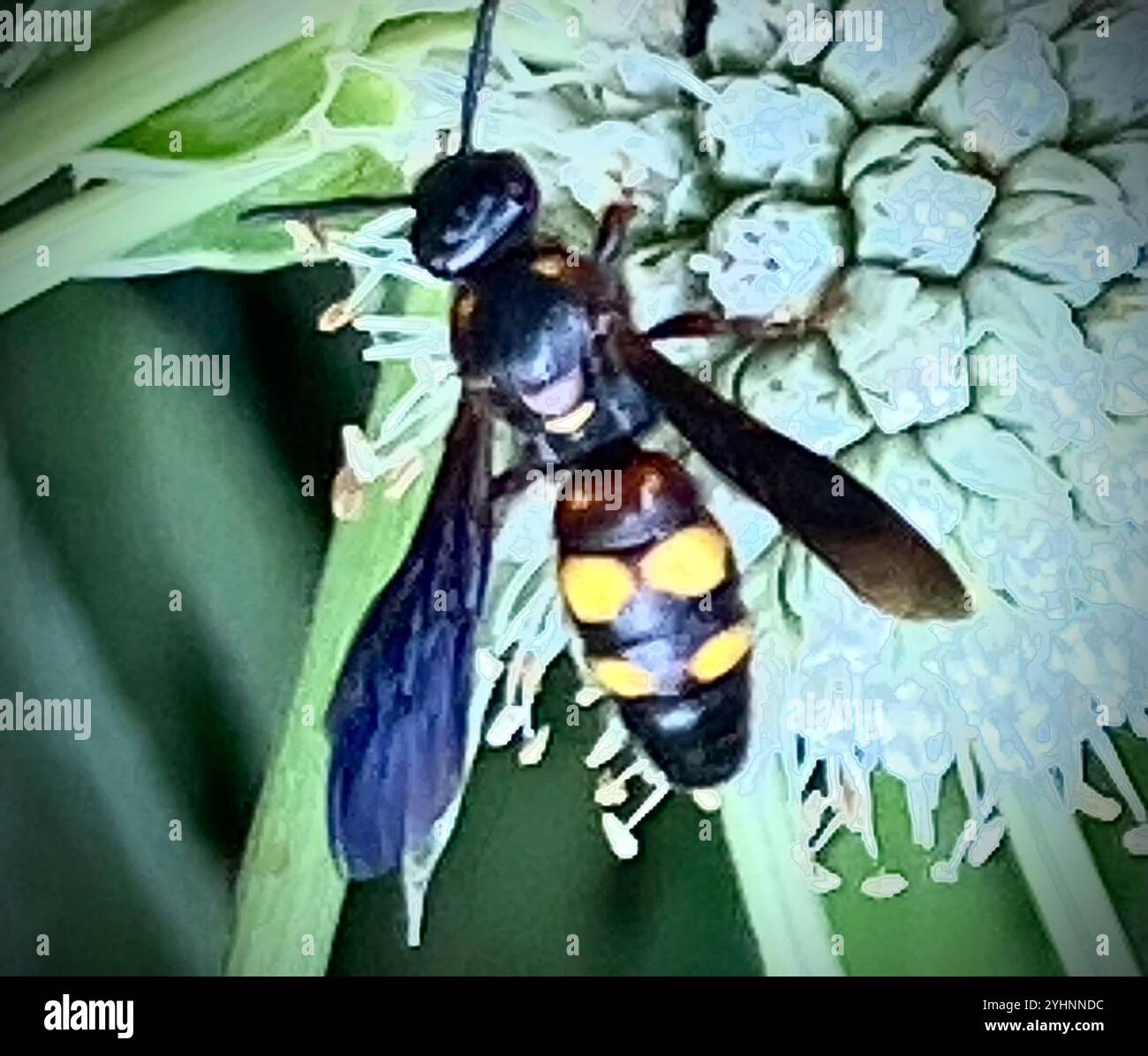 Noble Scoliid Wasp (Scolia nobilitata Stock Photo - Alamy