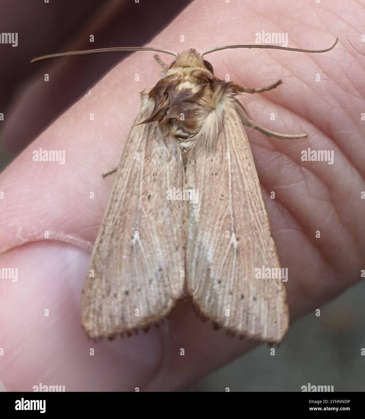Meadow Wainscot Moth (Leucania farcta Stock Photo - Alamy