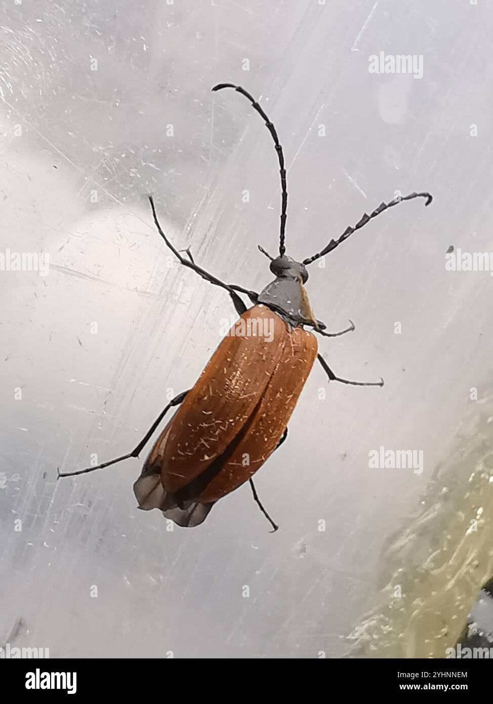 Pseudocistela ceramboides hi-res stock photography and images - Alamy