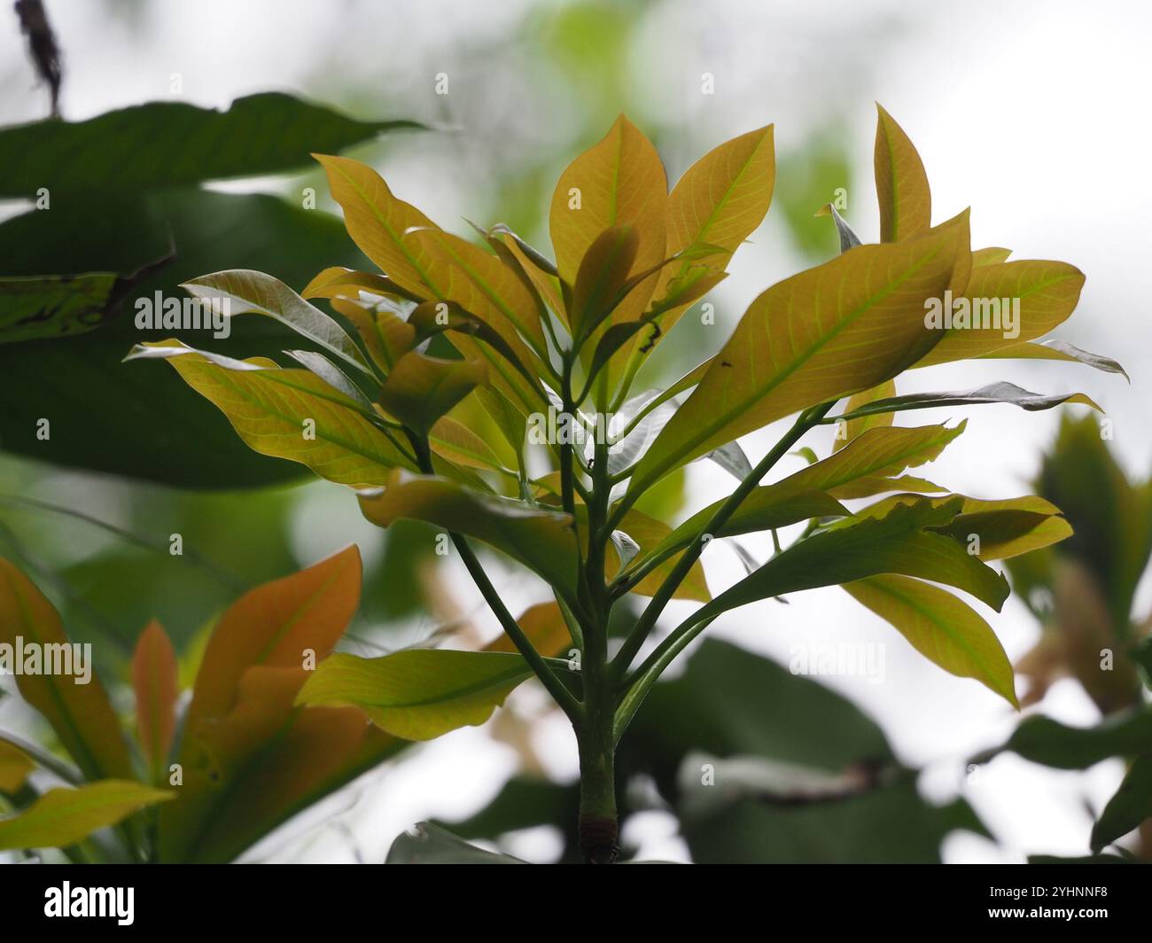 Large-leaved Nanmu (Machilus japonica kusanoi Stock Photo - Alamy