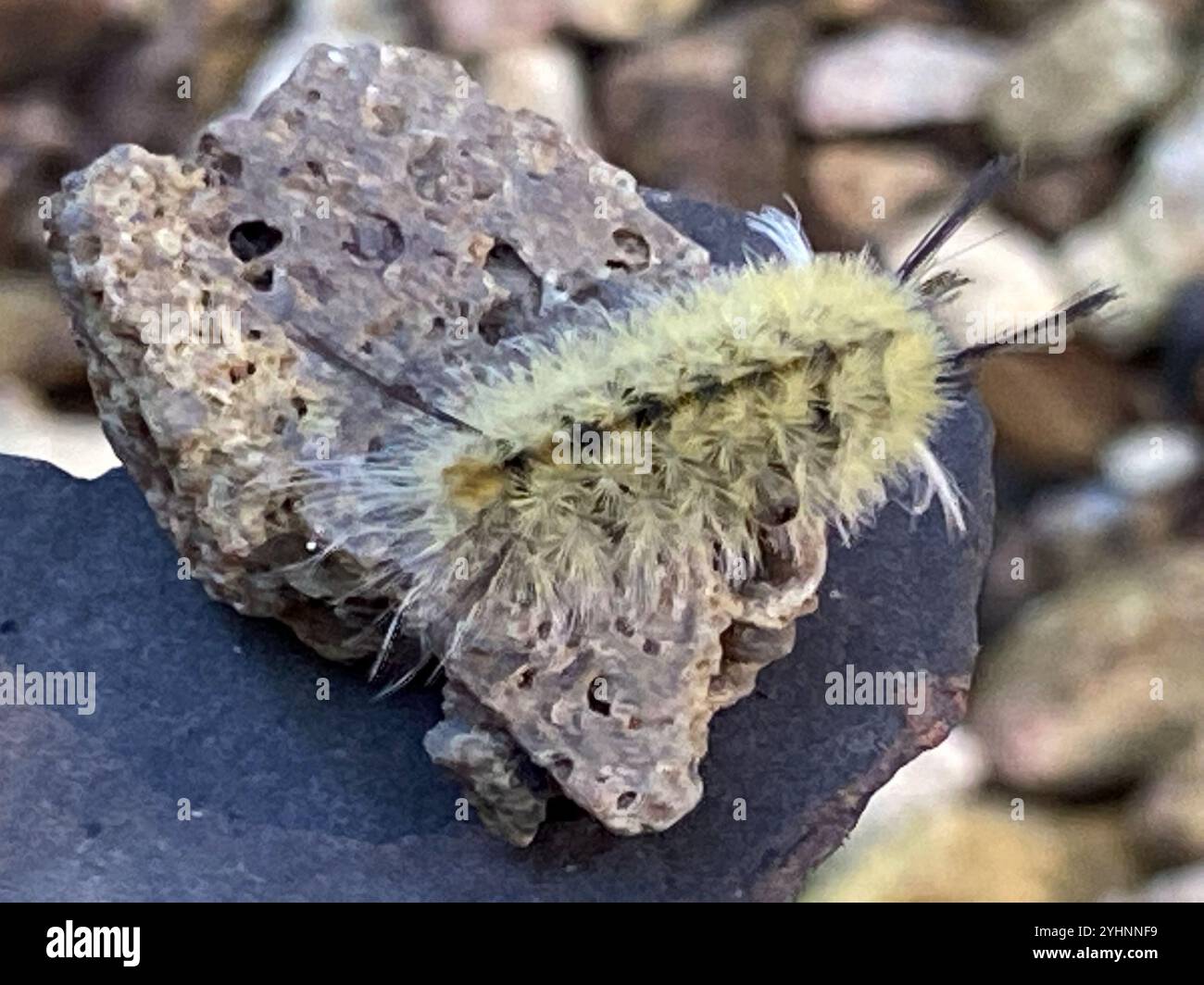 Banded Tussock Moth (Halysidota tessellaris Stock Photo - Alamy