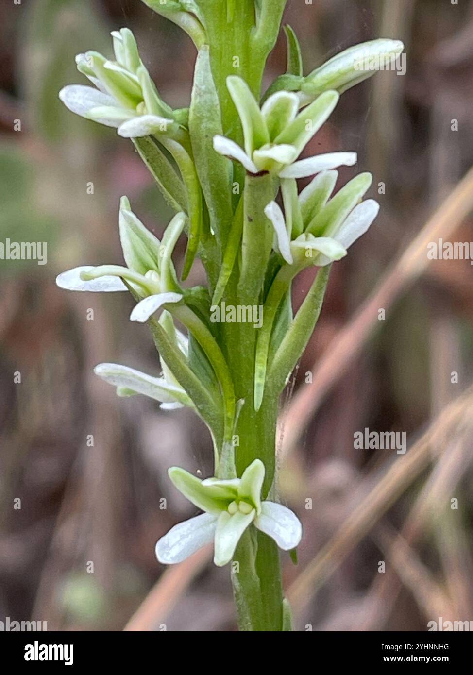 elegant piperia (Platanthera elegans elegans Stock Photo - Alamy