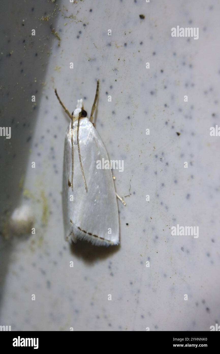Snowy Urola Moth (Urola nivalis Stock Photo - Alamy