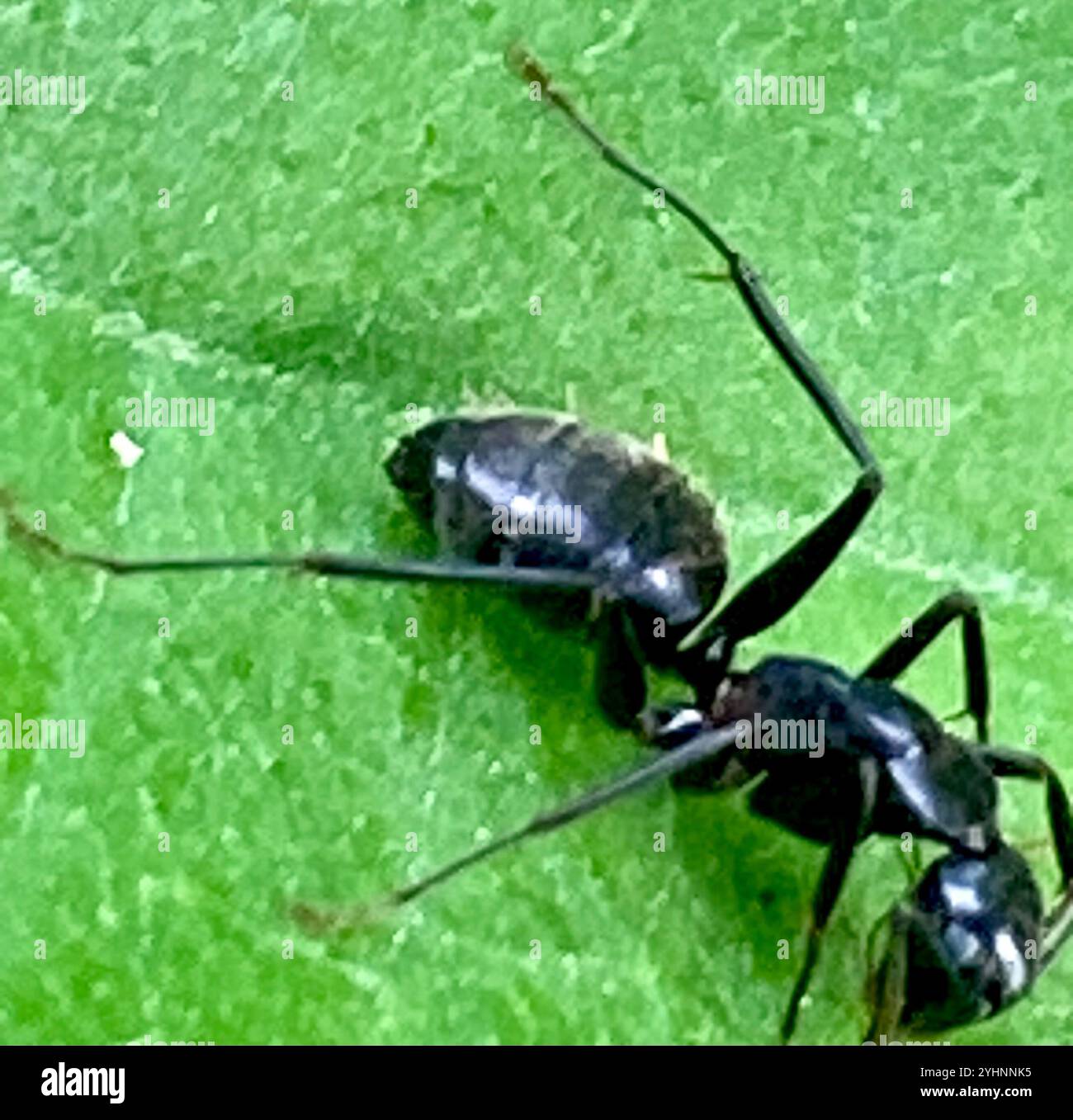 Eastern Black Carpenter Ant (Camponotus pennsylvanicus Stock Photo - Alamy