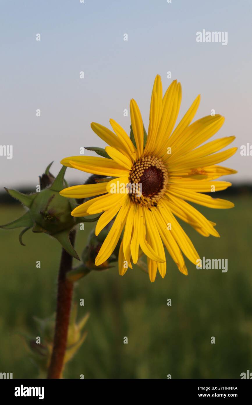 compass plant (Silphium laciniatum Stock Photo - Alamy