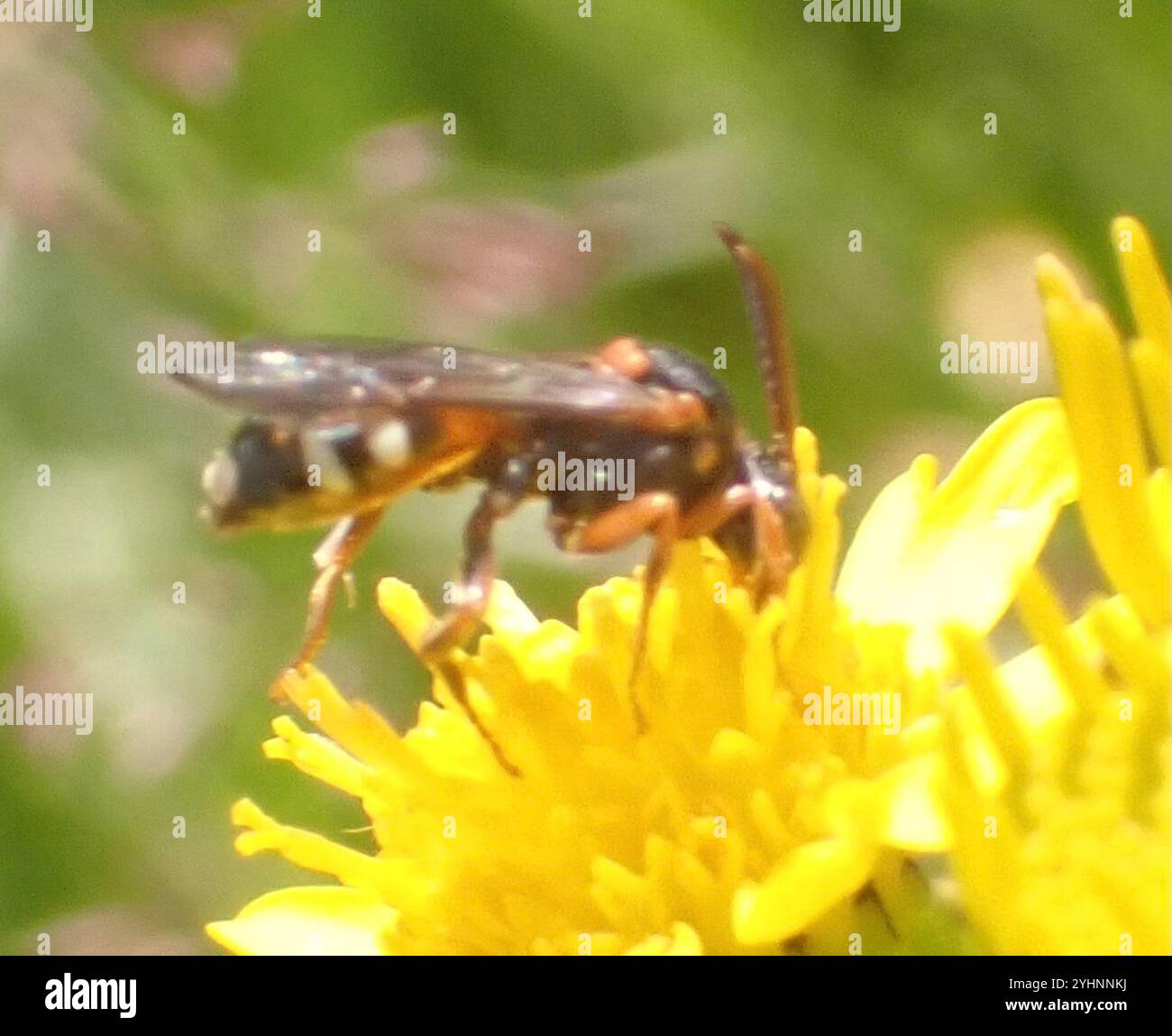 Nomad Bees (Nomada Stock Photo - Alamy
