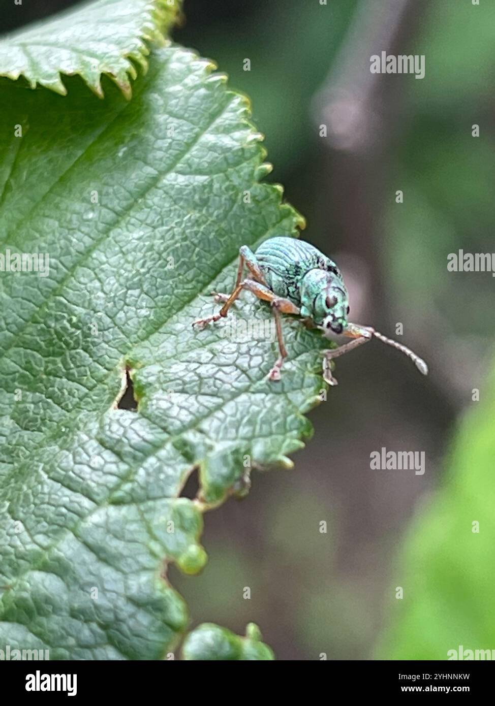 Green Immigrant Leaf Weevil (Polydrusus formosus Stock Photo - Alamy