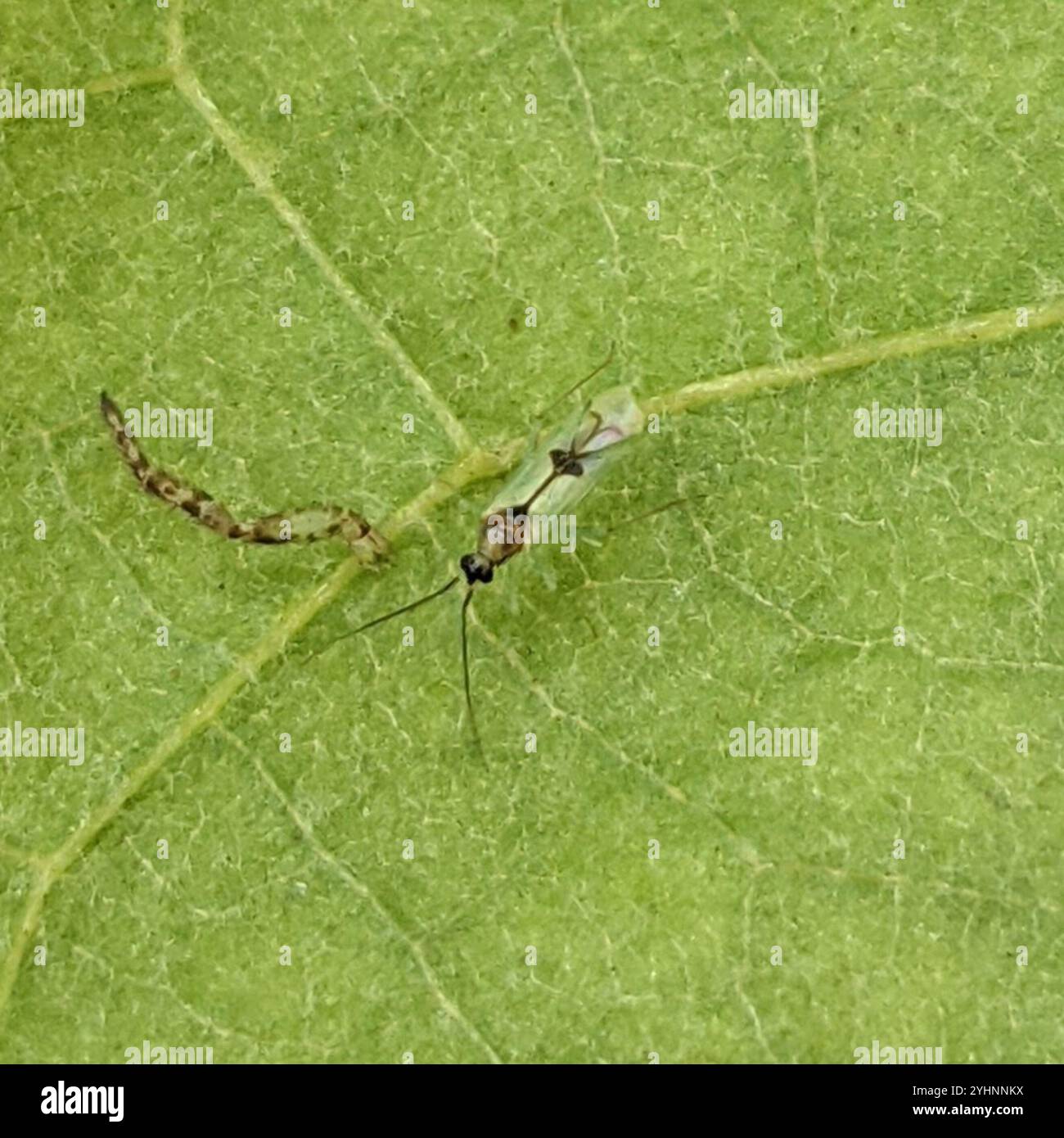 True Bugs (Heteroptera Stock Photo - Alamy