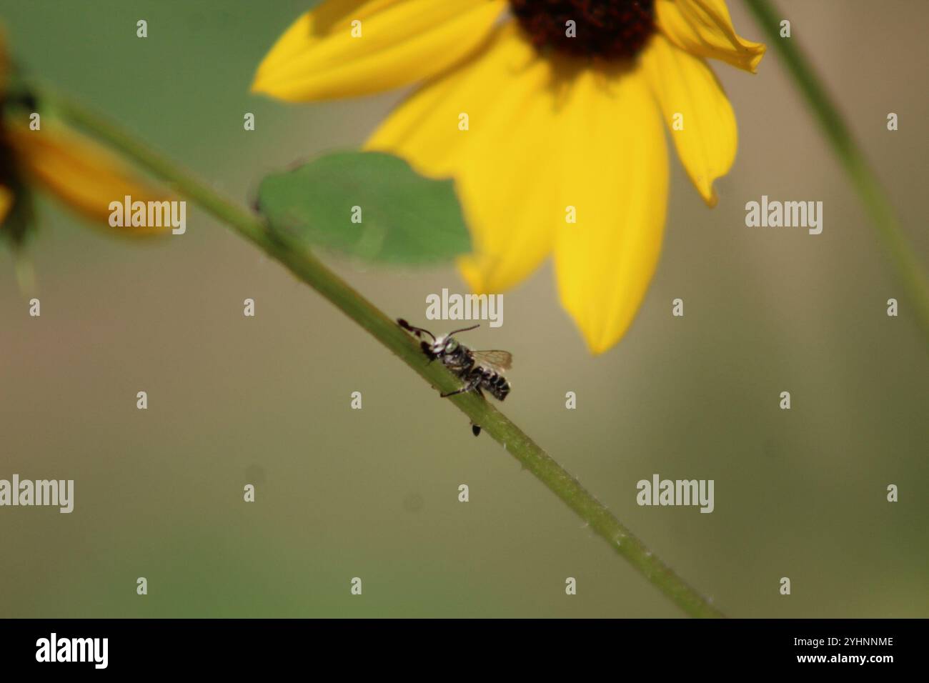 Pugnacious leafcutter bee hi-res stock photography and images - Alamy