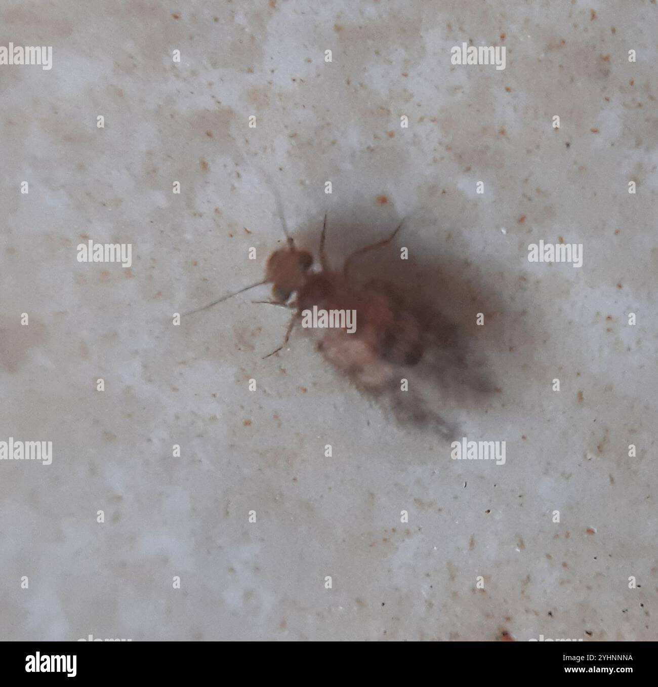 Scaly-winged Barklice (Lepidopsocidae Stock Photo - Alamy