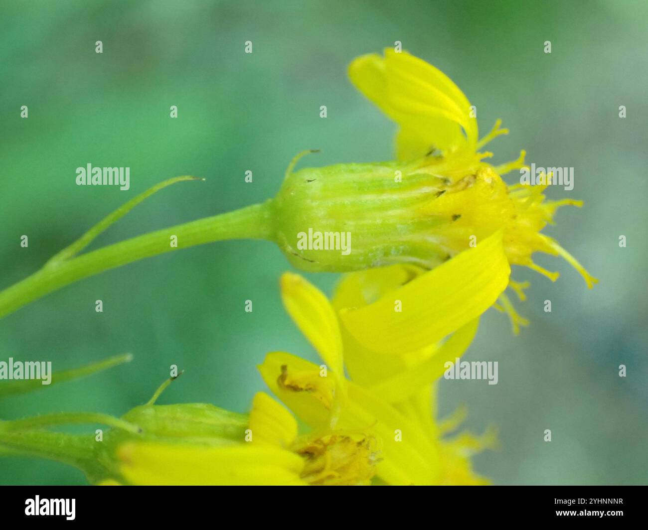 Arrowleaf Senecio (Senecio triangularis Stock Photo - Alamy
