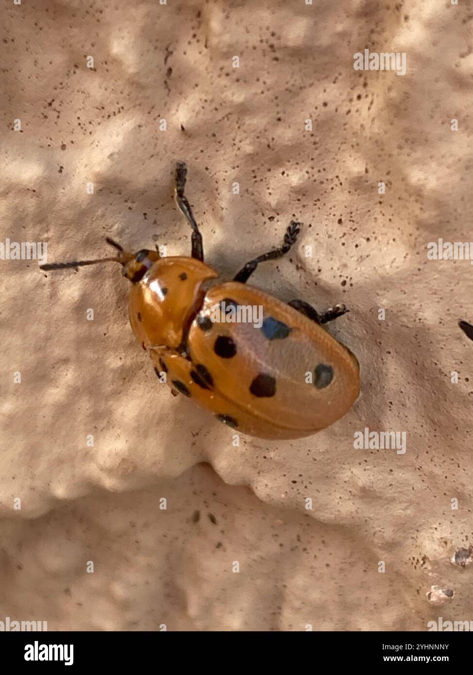 Argus Tortoise Beetle (Chelymorpha cassidea Stock Photo - Alamy