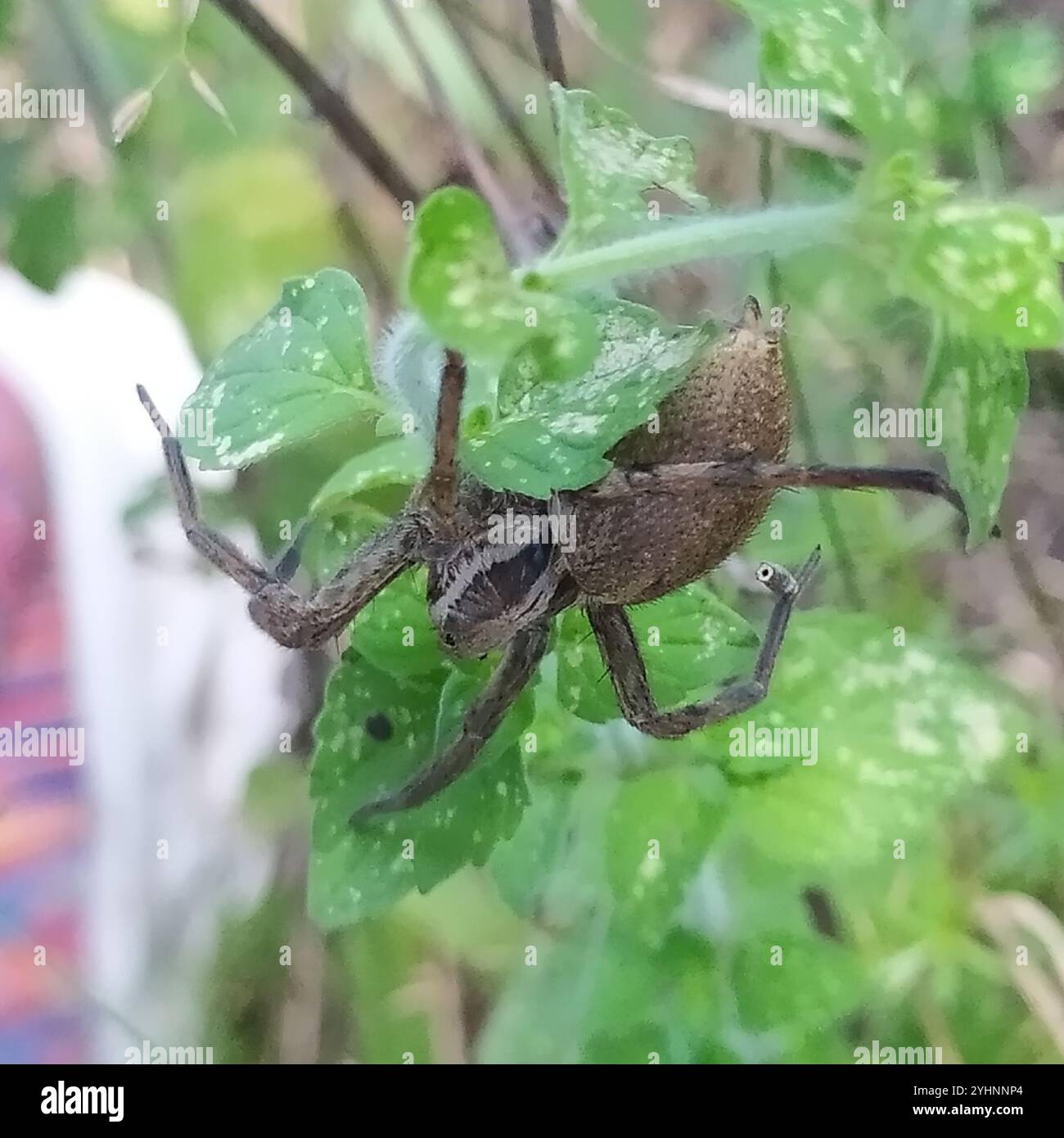 Radiated Wolf Spider (Hogna radiata Stock Photo - Alamy
