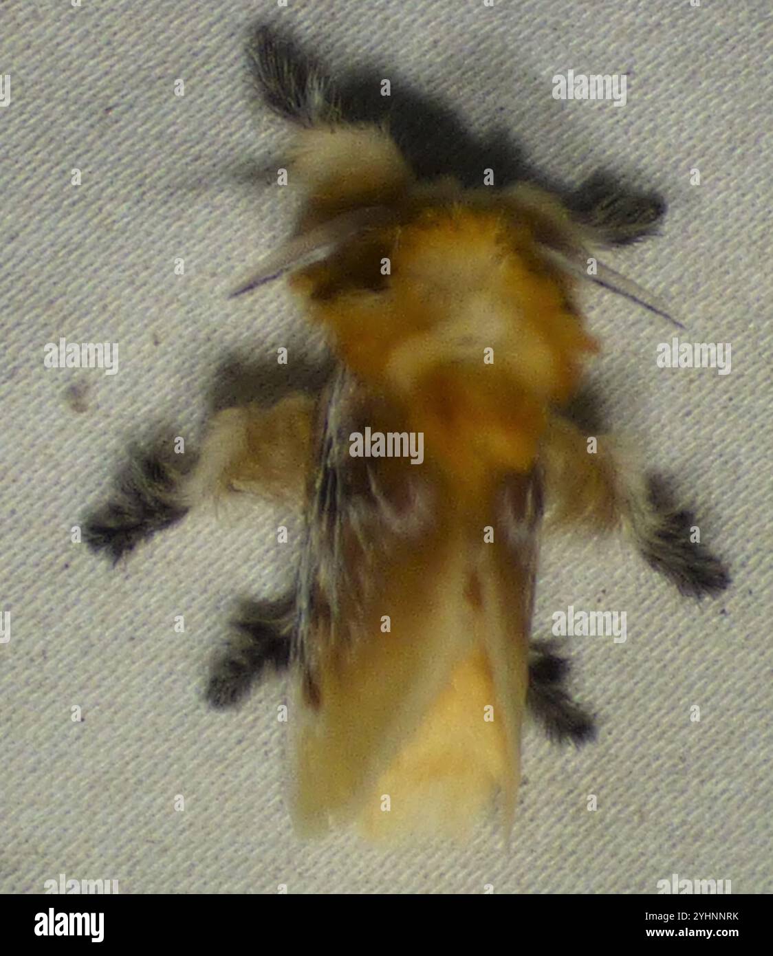 Southern Flannel Moth (Megalopyge opercularis Stock Photo - Alamy