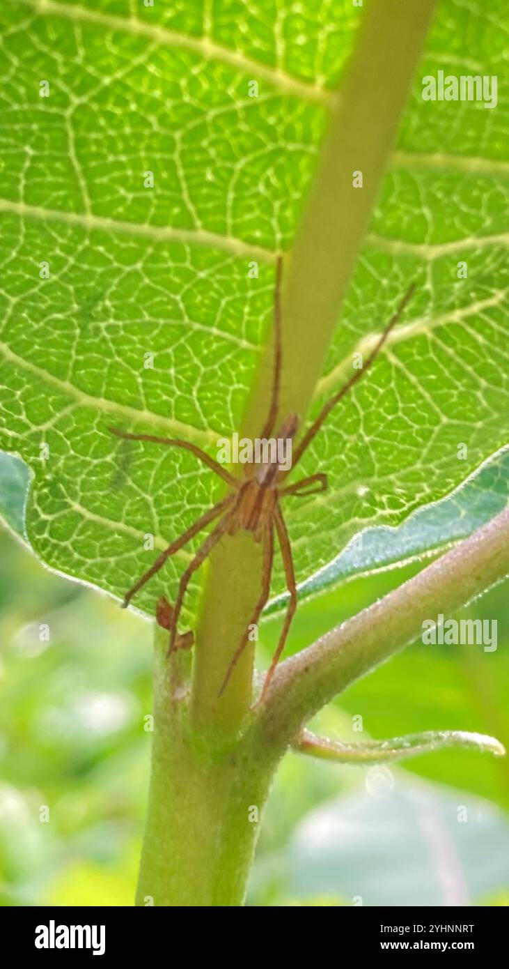 Slender crab spiders hi-res stock photography and images - Alamy