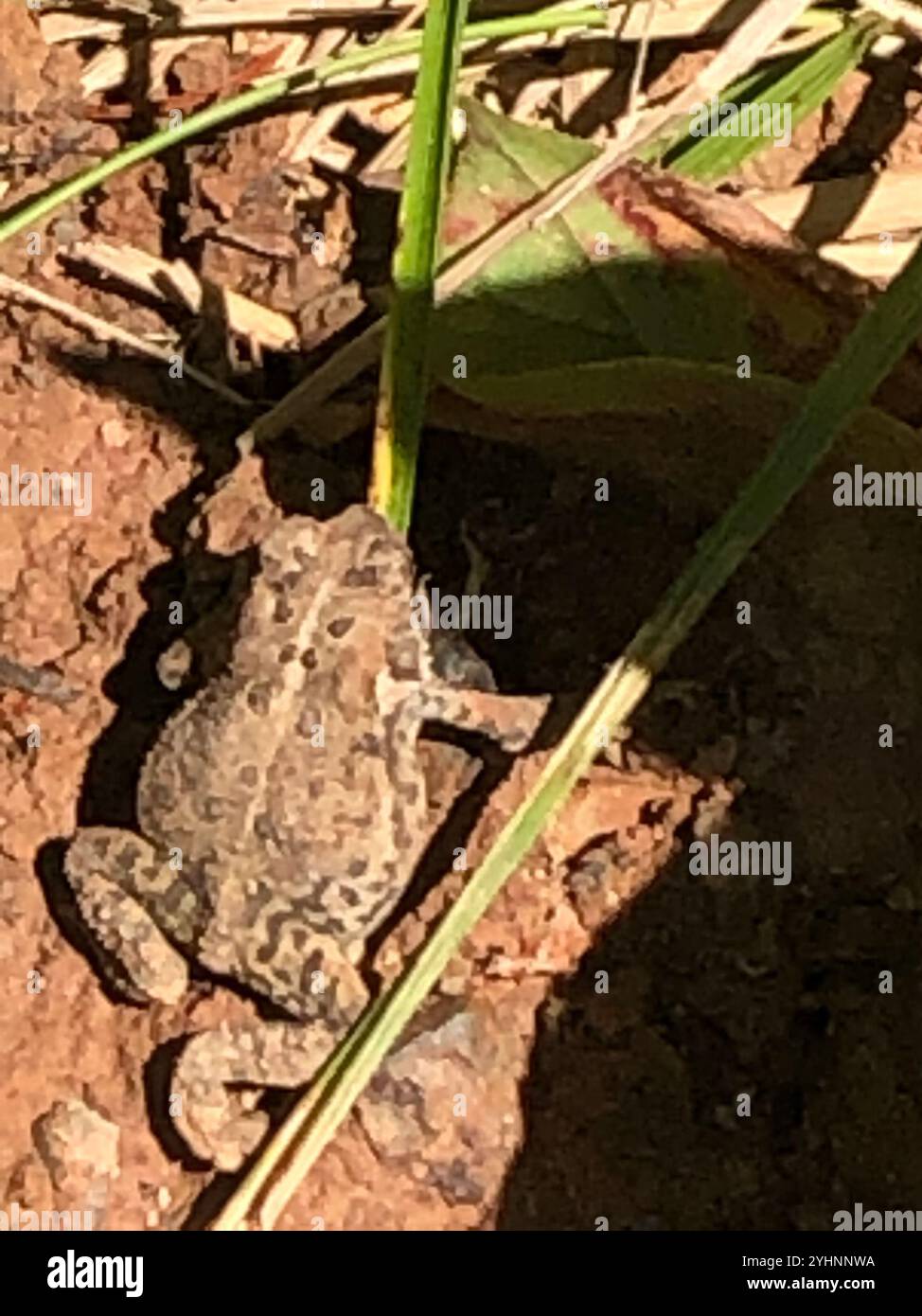 Eastern American Toad (Anaxyrus americanus americanus Stock Photo - Alamy