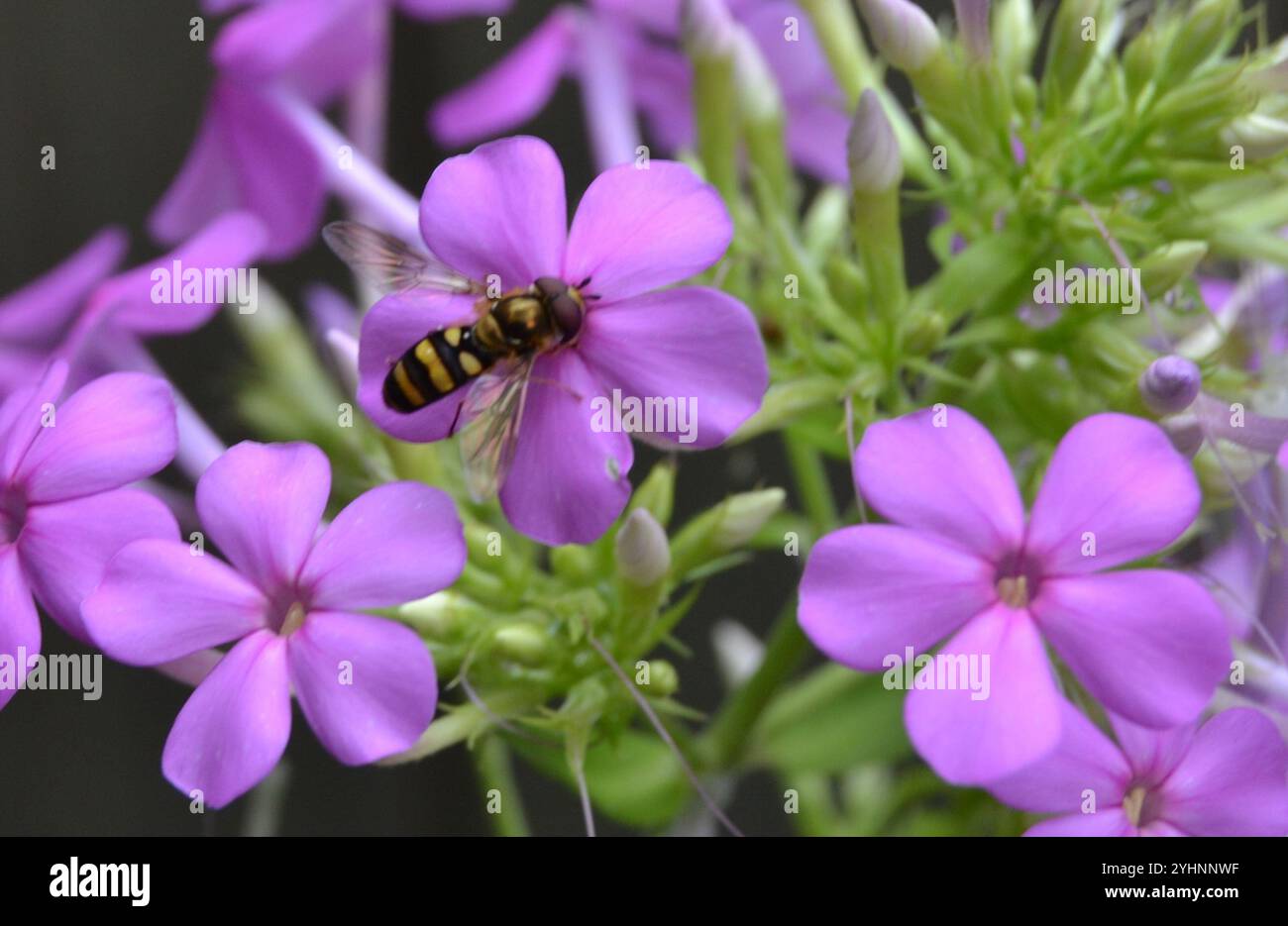 Long-tailed Aphideater Complex (Eupeodes americanus Stock Photo - Alamy