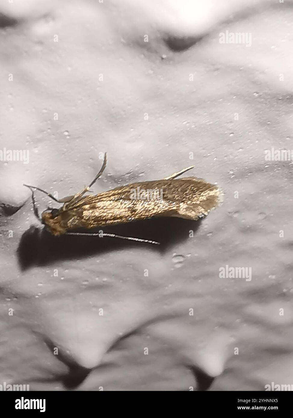 Case-bearing Clothes Moth (Tinea pellionella Stock Photo - Alamy