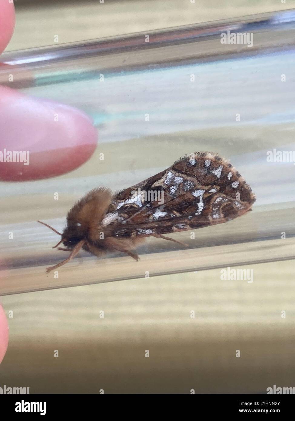 Map-winged Swift (Korscheltellus fusconebulosa Stock Photo - Alamy