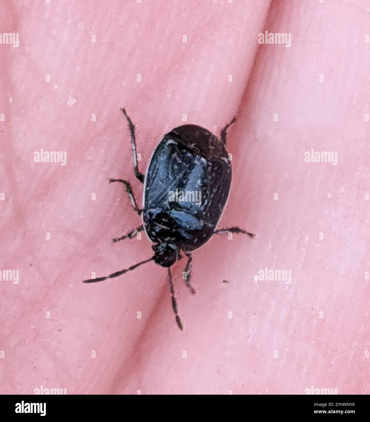 White-margined Burrower Bug (Sehirus cinctus Stock Photo - Alamy