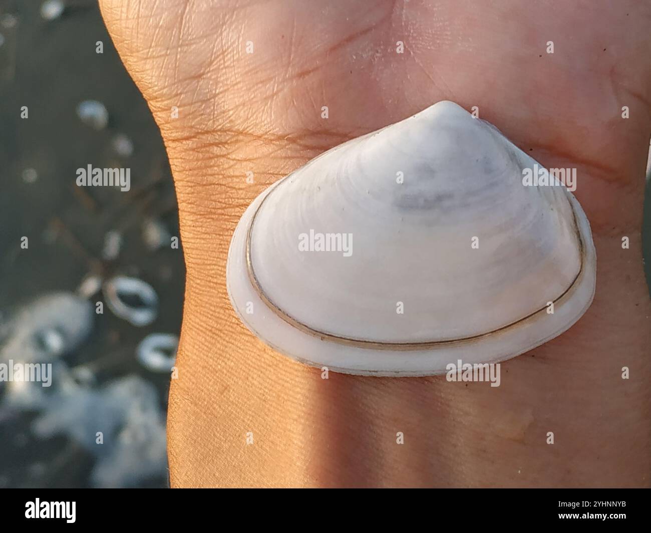 Tellins, Sunset Clams, and Allies (Tellinoidea Stock Photo - Alamy