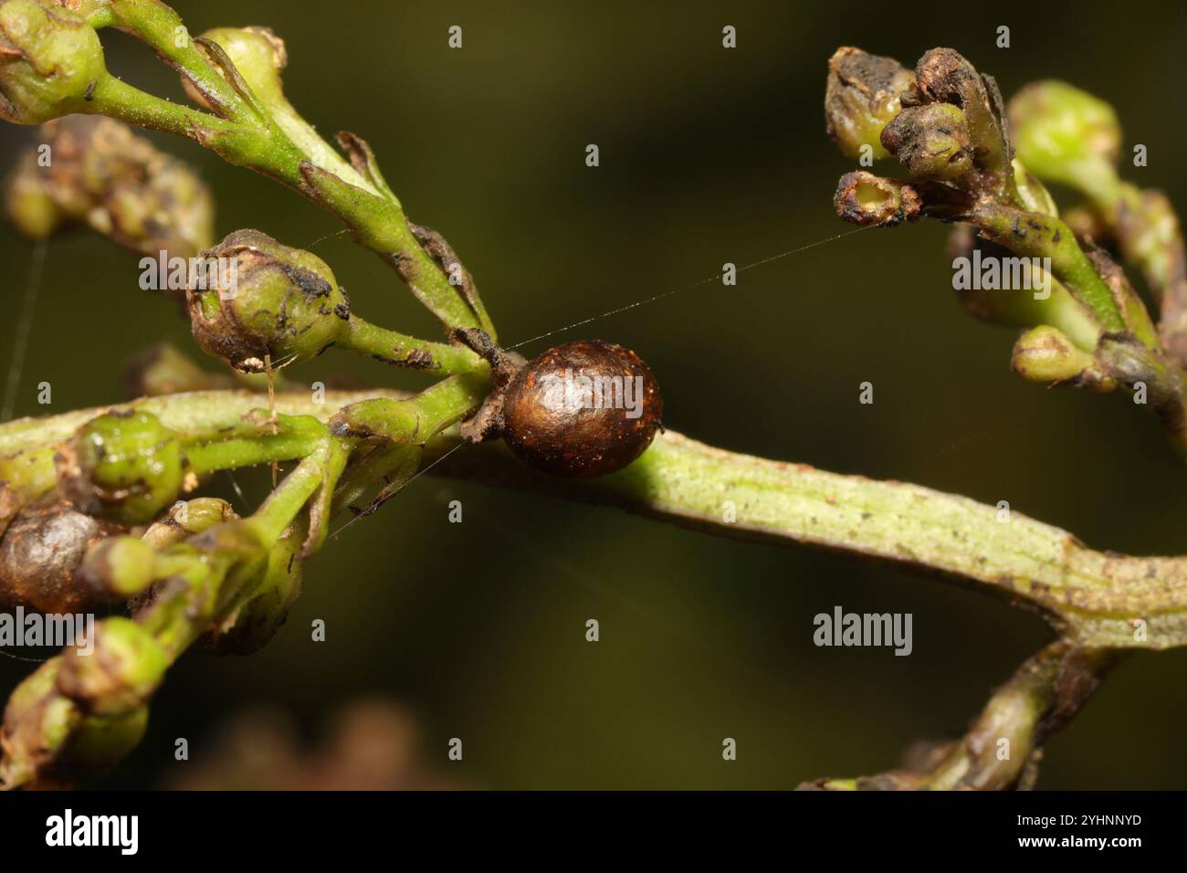 Figwort weevil hi-res stock photography and images - Alamy