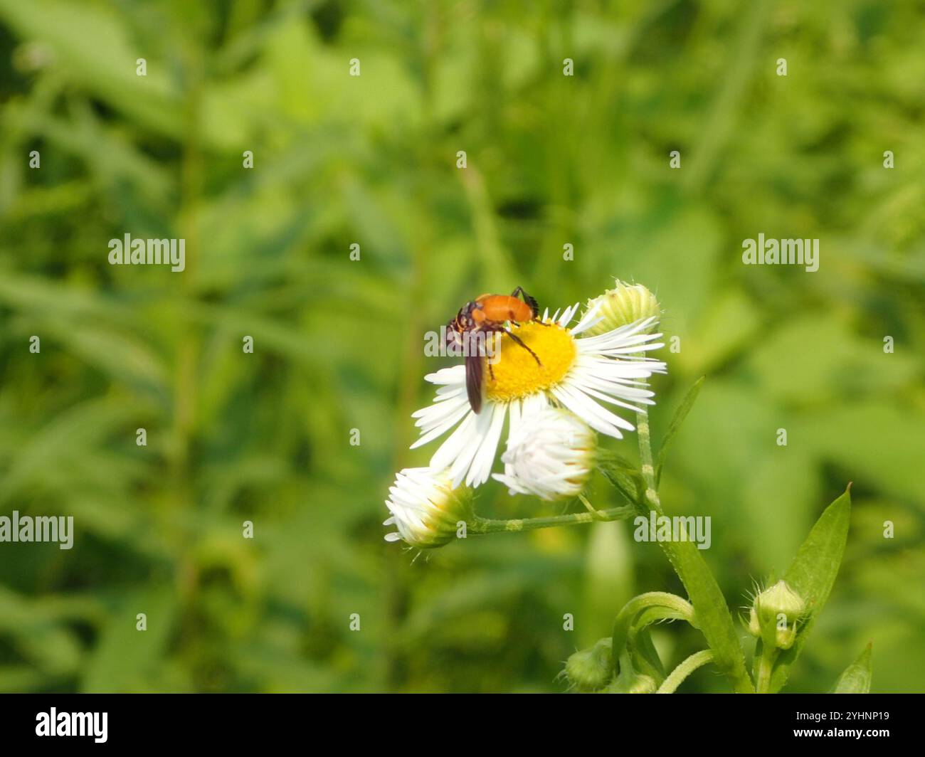 Swift Feather-legged Fly (Trichopoda pennipes Stock Photo - Alamy