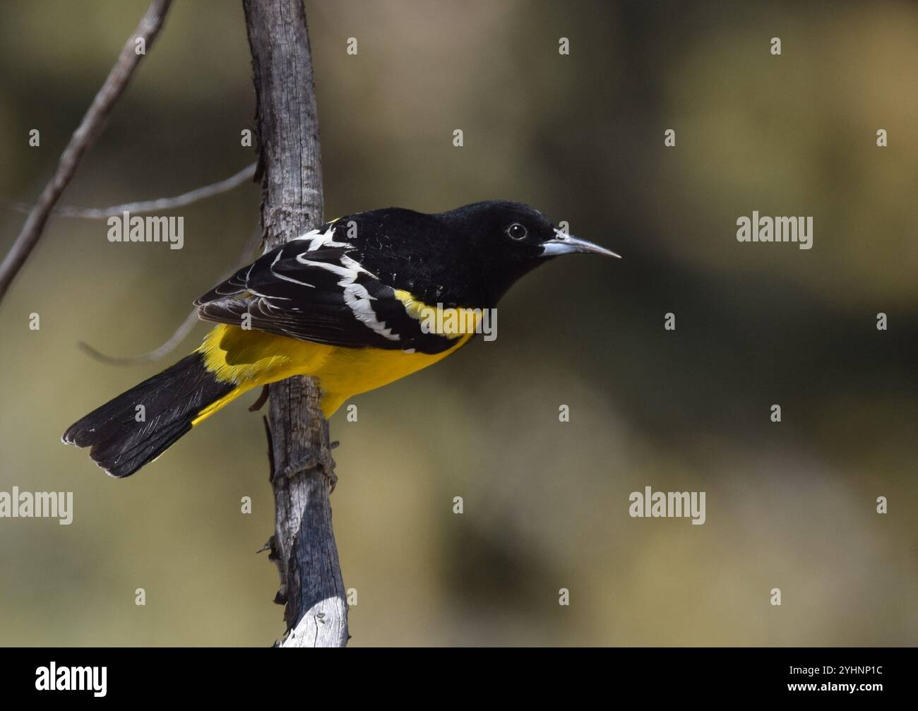 Scott's Oriole (Icterus parisorum Stock Photo - Alamy