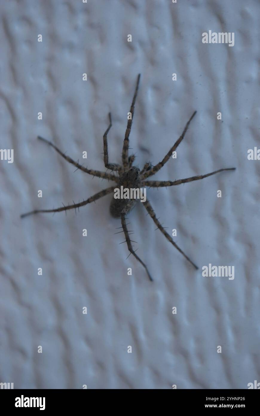 Shore Spider (Pardosa milvina Stock Photo - Alamy