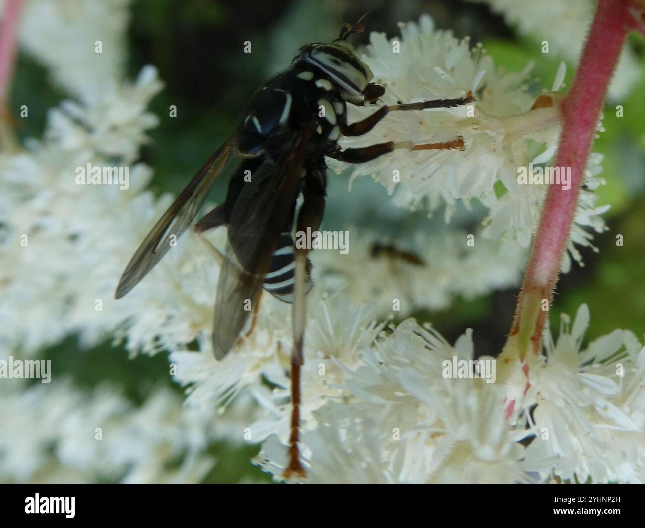 Bald-faced Hornet Fly (Spilomyia fusca Stock Photo - Alamy