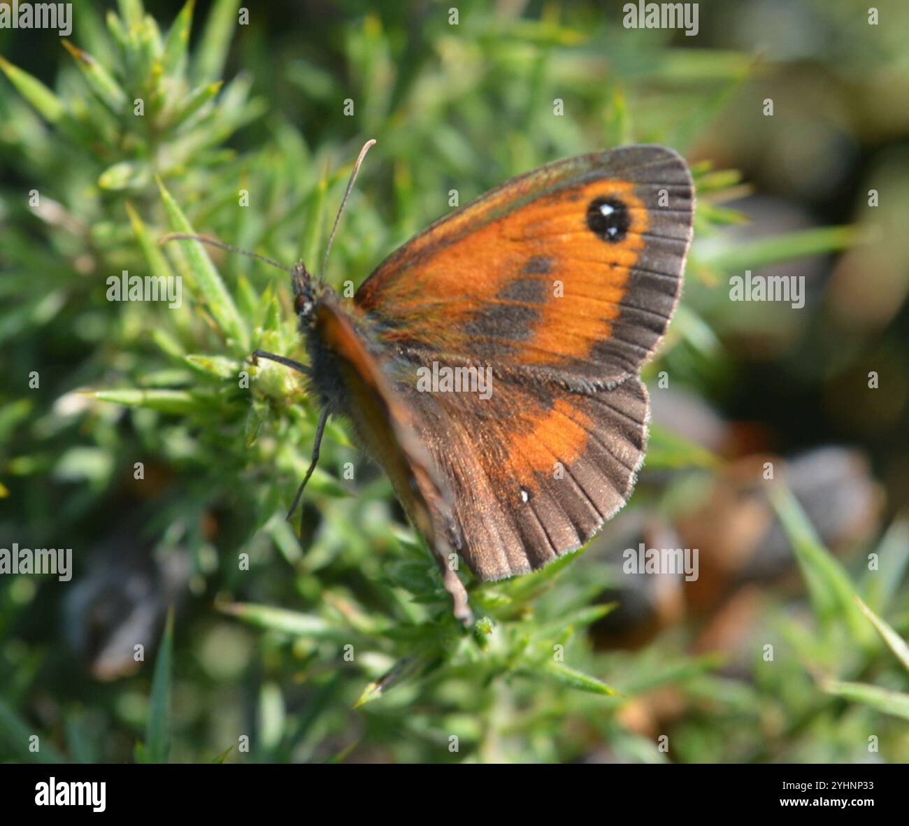 Gatekeeper (Pyronia tithonus Stock Photo - Alamy
