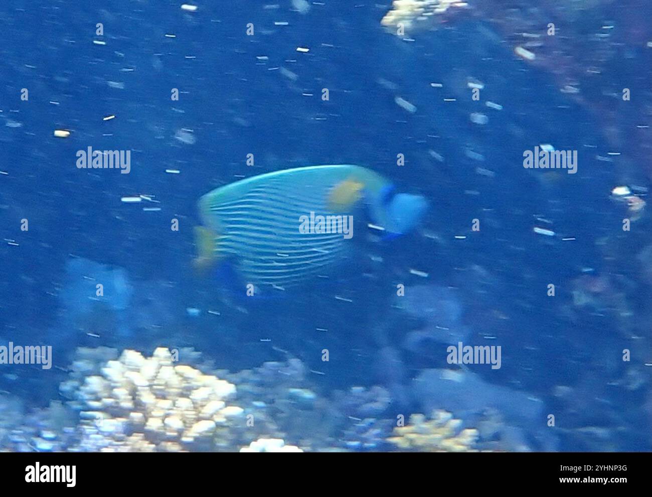 Emperor Angelfish (Pomacanthus imperator Stock Photo - Alamy