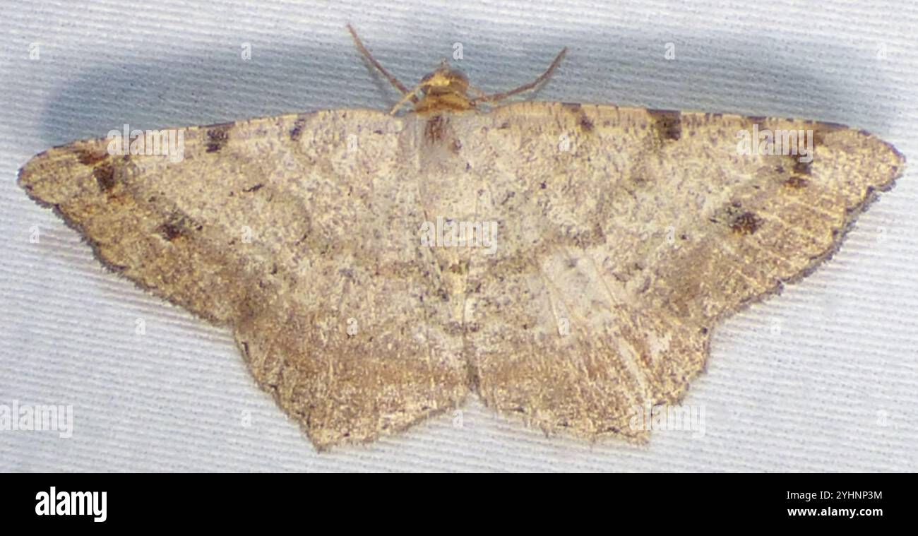 Red-headed Inchworm Moth (Macaria bisignata Stock Photo - Alamy