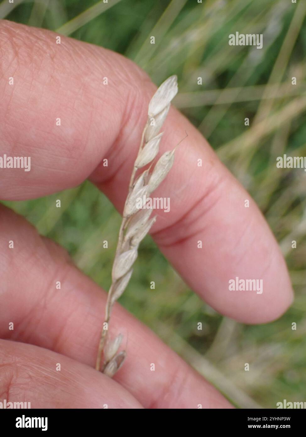 common soft brome (Bromus hordeaceus Stock Photo - Alamy