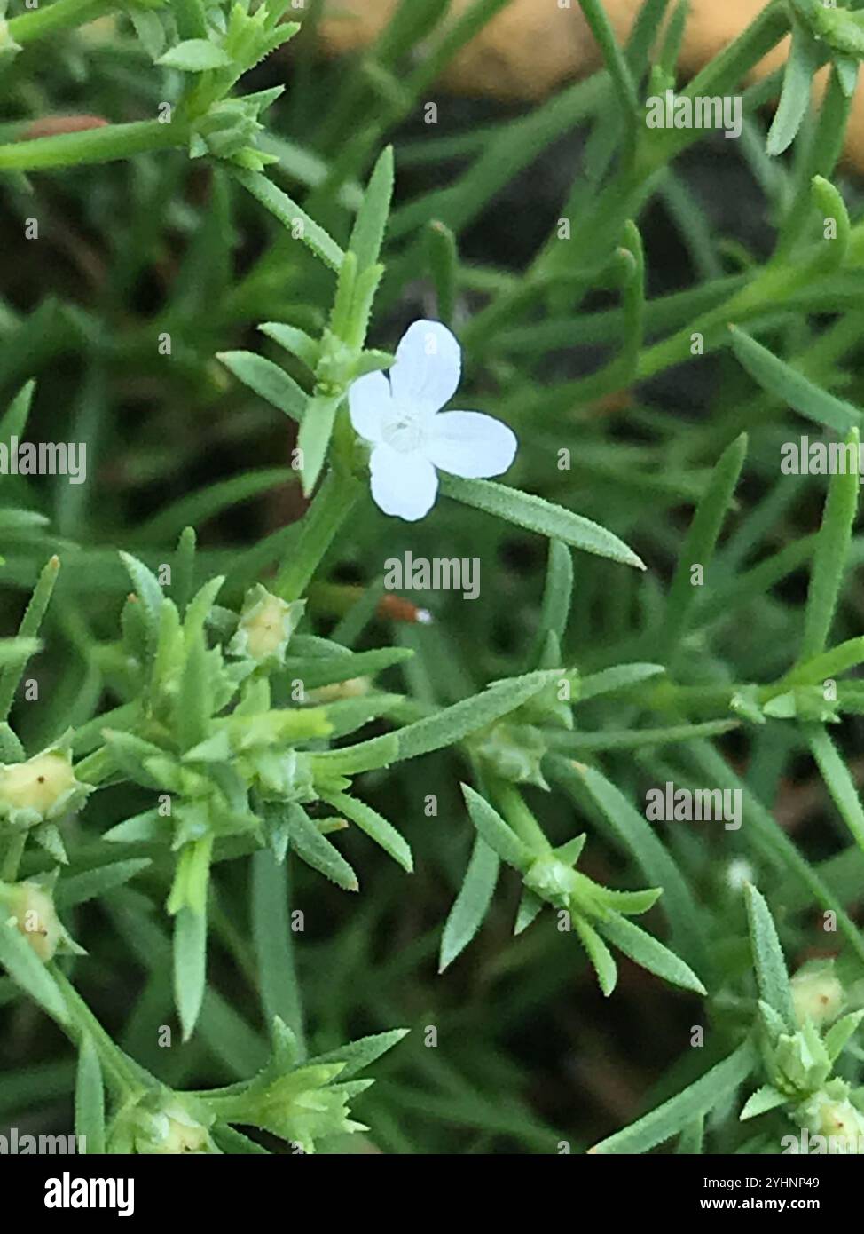 Rust Weed (Polypremum procumbens Stock Photo - Alamy