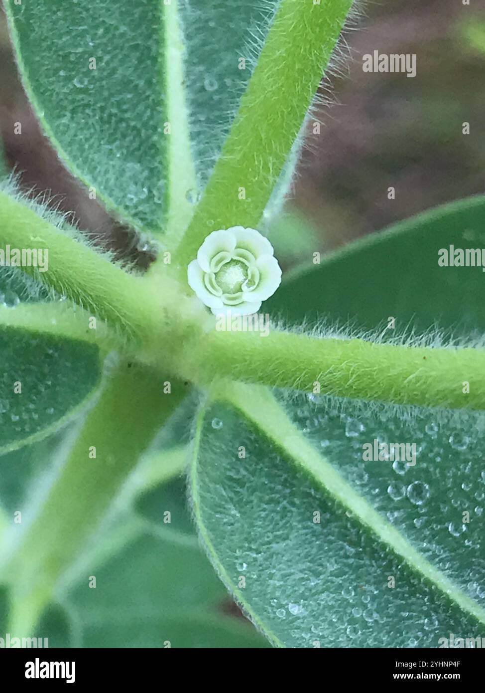 snow-on-the-prairie (Euphorbia bicolor Stock Photo - Alamy