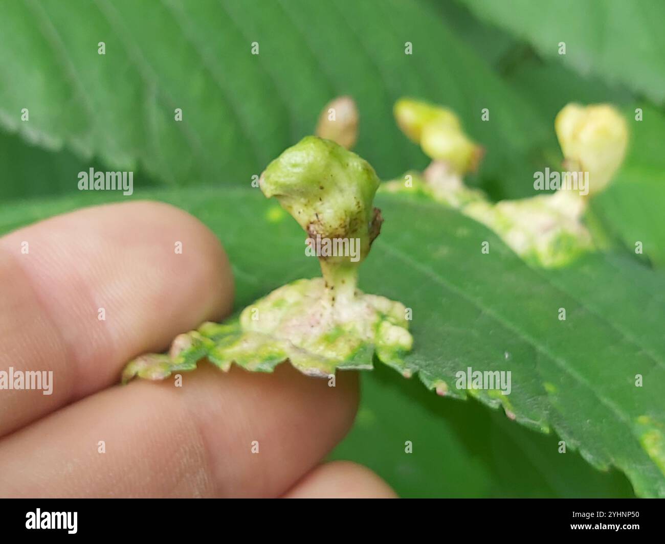 Sack gall hi-res stock photography and images - Alamy