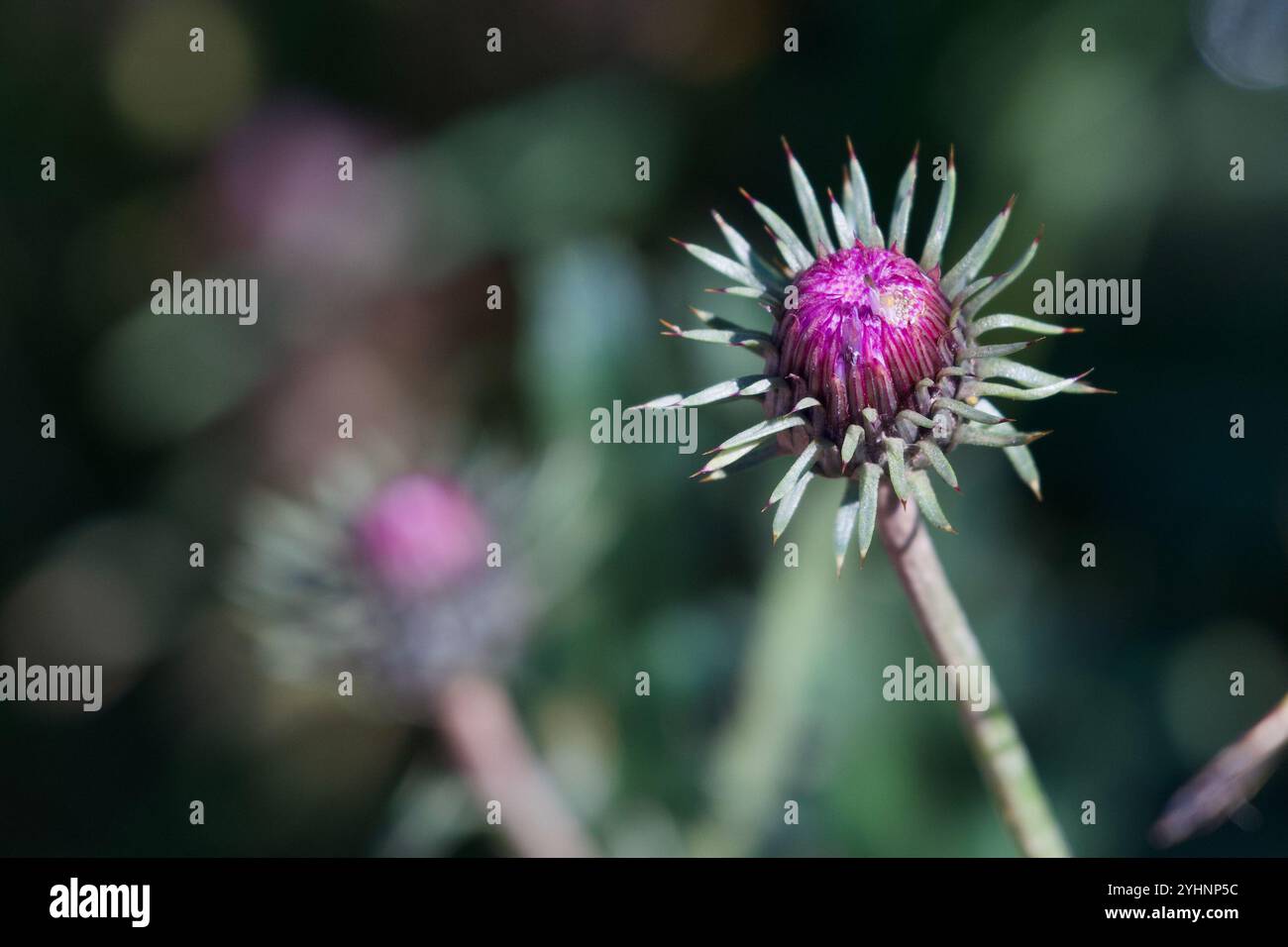 Alpine Thistle (Carduus defloratus Stock Photo - Alamy