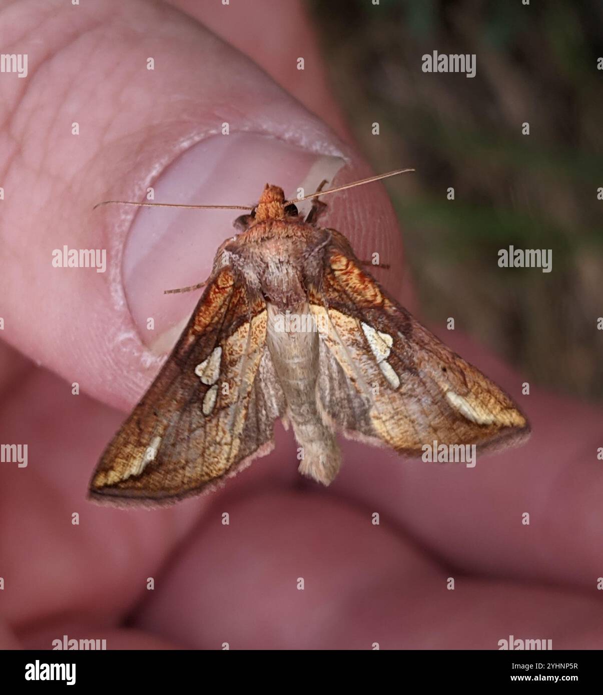 Plusia putnami hi-res stock photography and images - Alamy