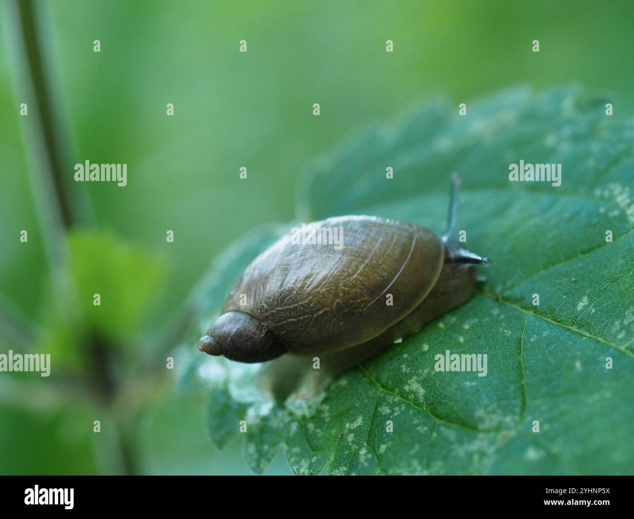 Common European Ambersnail (Succinea putris Stock Photo - Alamy