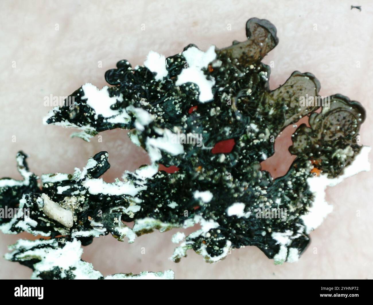 Brown Rock Shield Lichens (Neofuscelia Stock Photo - Alamy